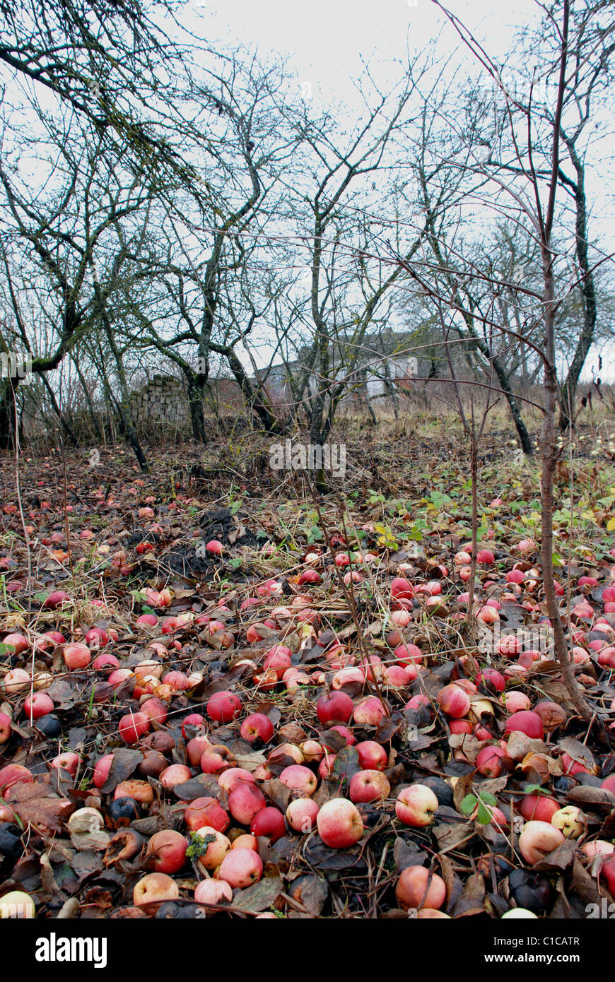 Overripe rotten wormy red apples hi-res stock photography and images ...