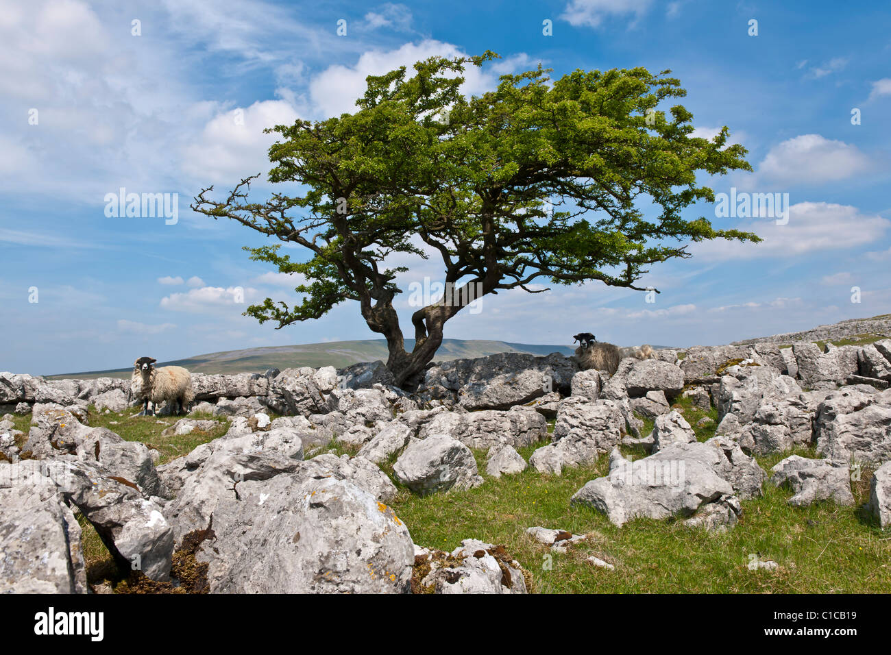 Hawthorn tree on Twistleton Scar Stock Photo - Alamy