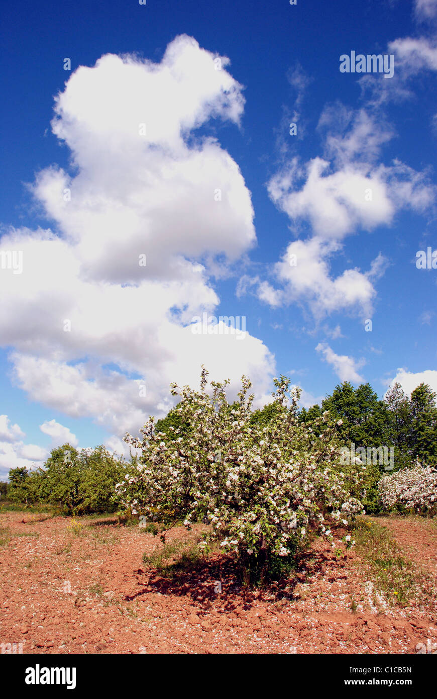 Peach blossom valley hi-res stock photography and images - Alamy
