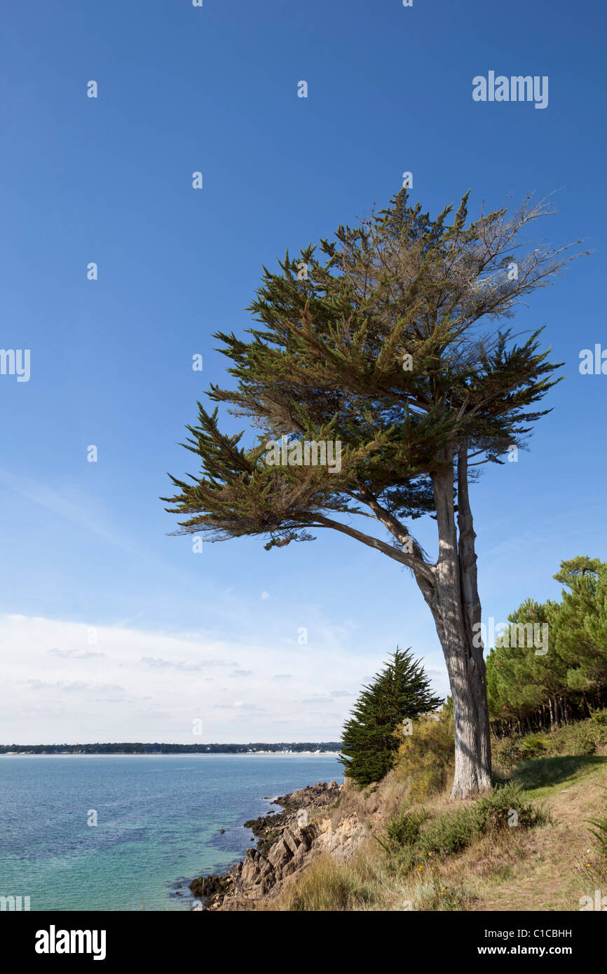 Tree coastline hi-res stock photography and images - Alamy