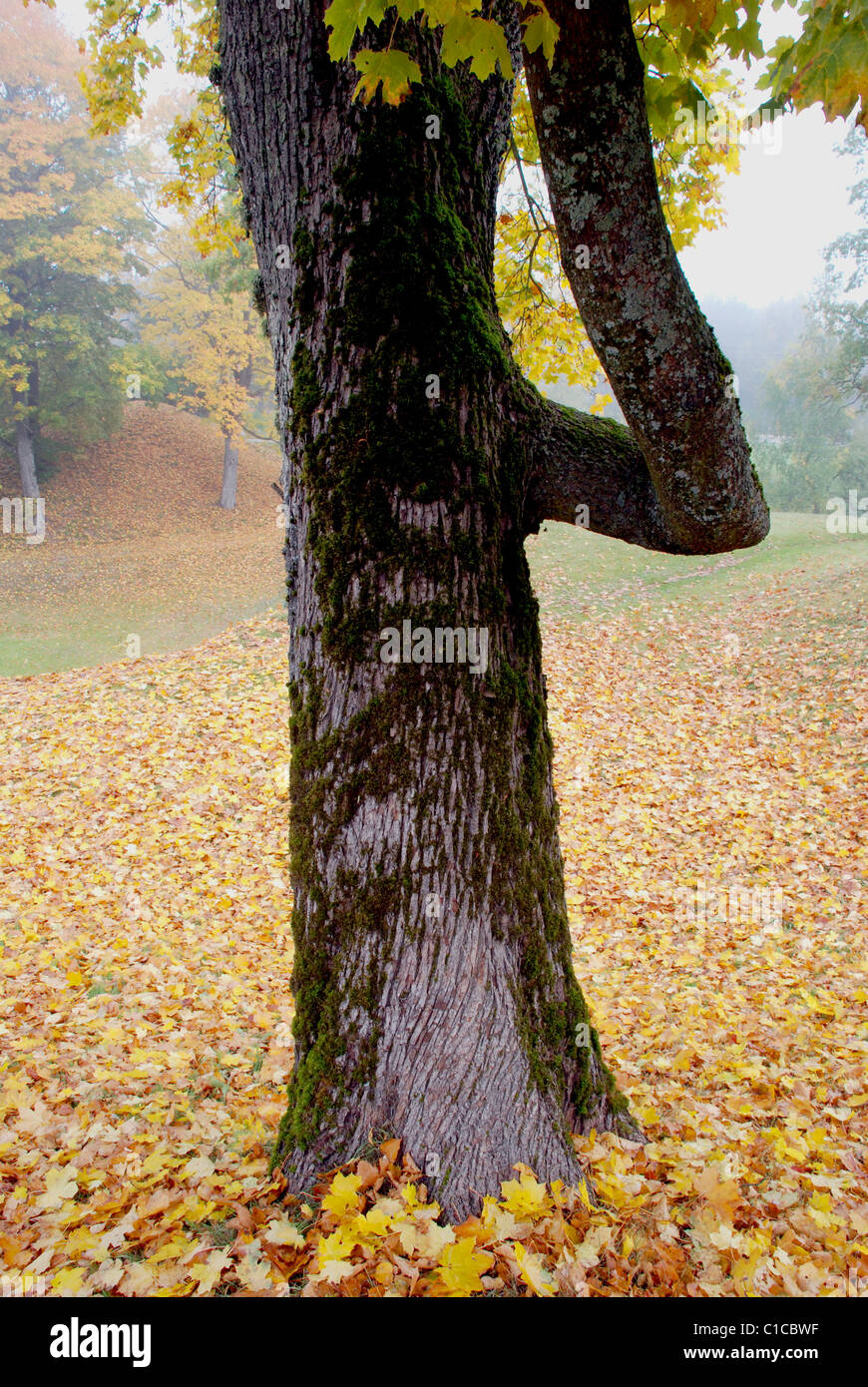 Big leaf maple tree hi-res stock photography and images - Alamy