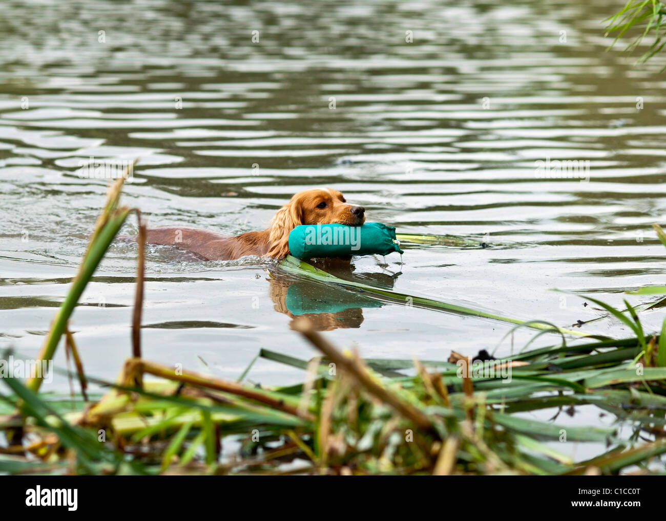 Working dogs breeds hi-res stock photography and images - Alamy
