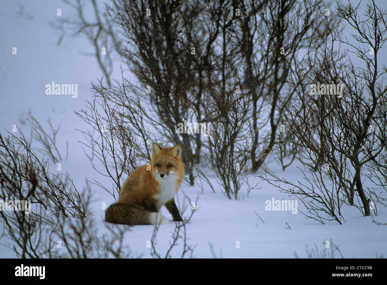 Red fox habitat animal photo hi-res stock photography and images - Alamy