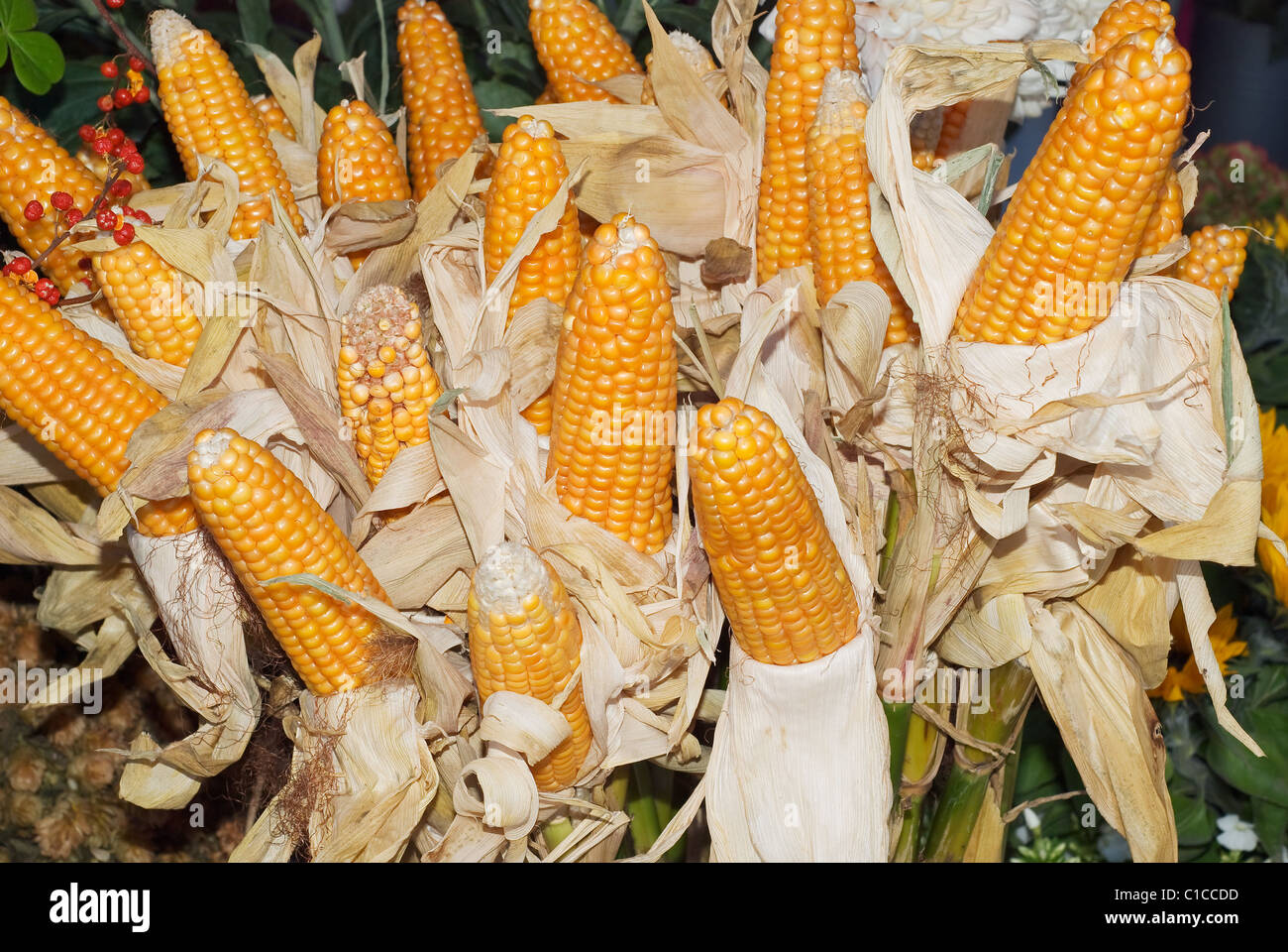 Corn farmers and farming hi-res stock photography and images - Alamy