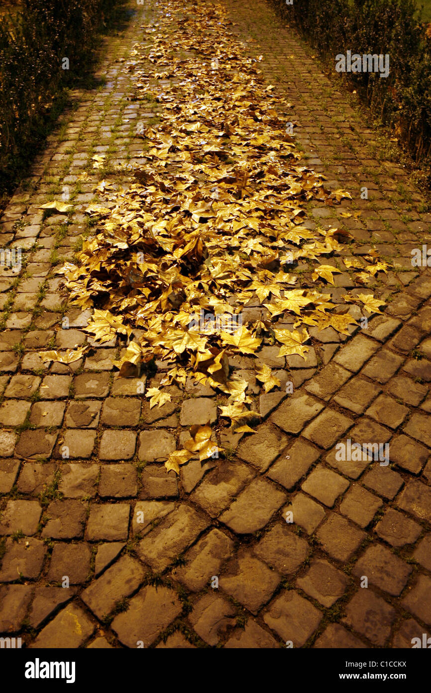 fallen leaves on path at night Stock Photo - Alamy