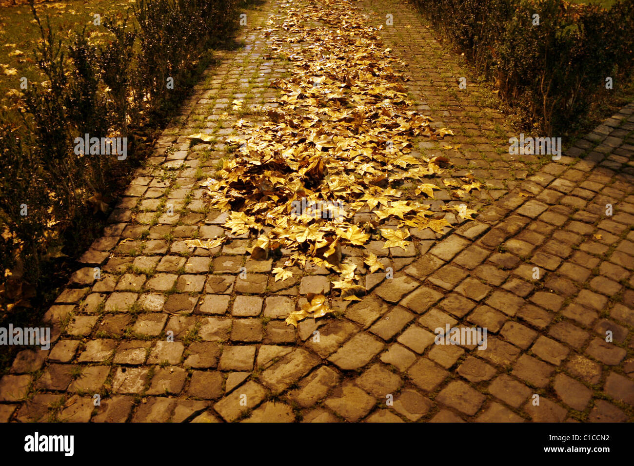 fallen leaves on path at night Stock Photo - Alamy