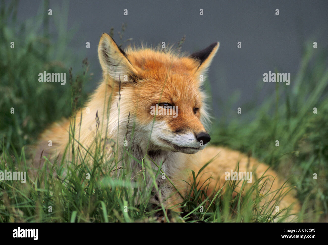 Alaskan Red Fox High Resolution Stock Photography and Images - Alamy