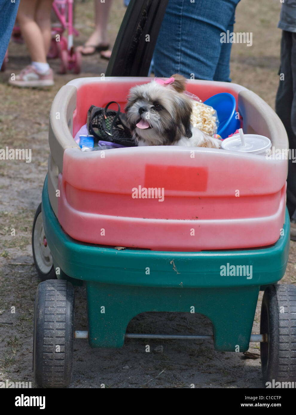 Dog in wagon hi-res stock photography and images - Alamy
