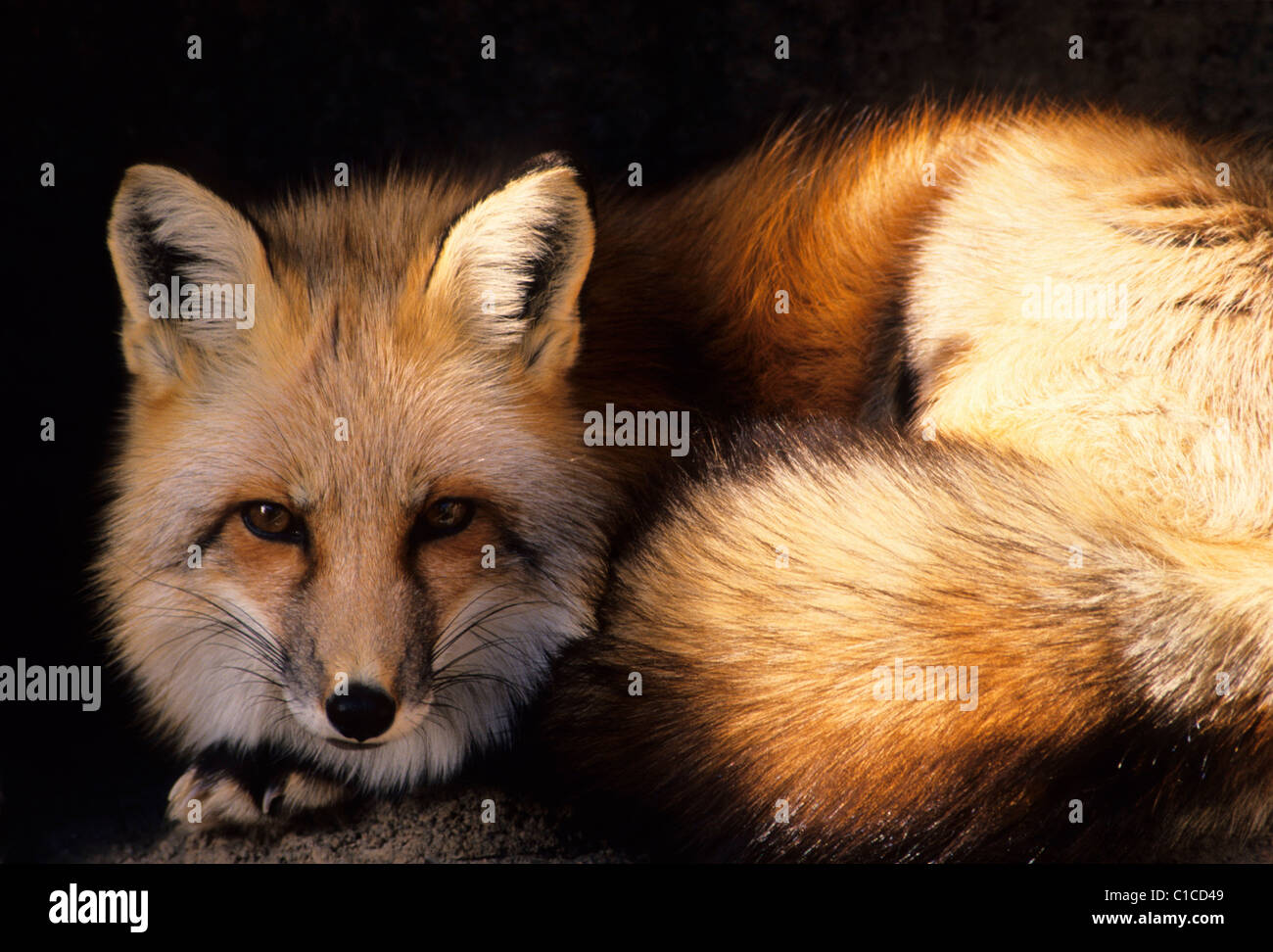 Mexico animal biologist hi-res stock photography and images - Alamy