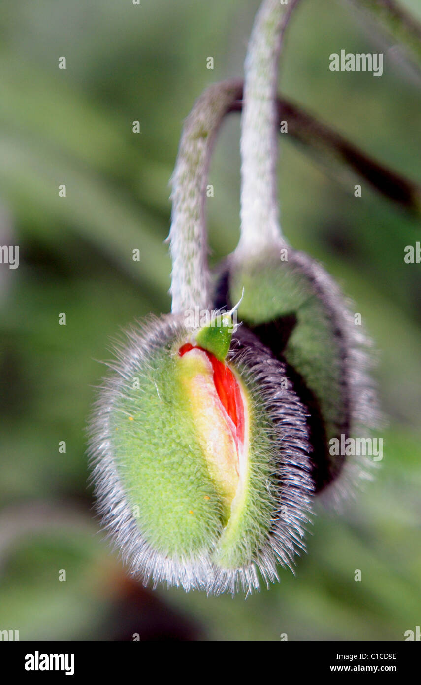 Bud of poppy - the colors and beauty of germ Stock Photo - Alamy