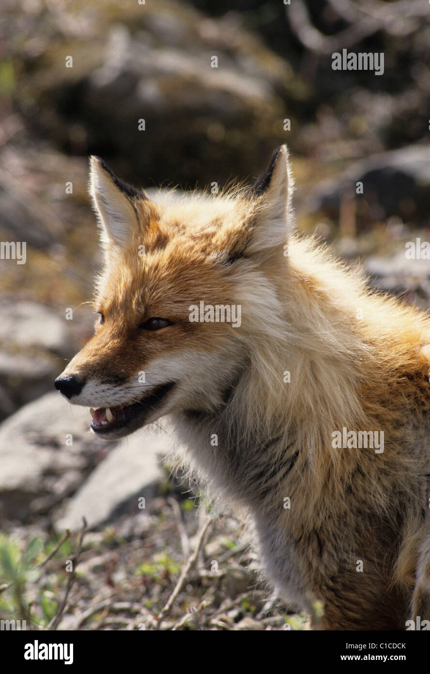Red Fox, Denali National Park, Alaska Stock Photo - Alamy