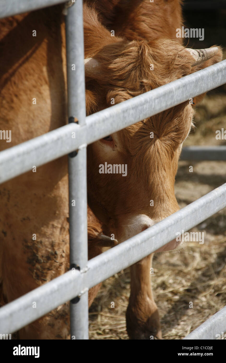cattle in a pen on farm Stock Photo - Alamy