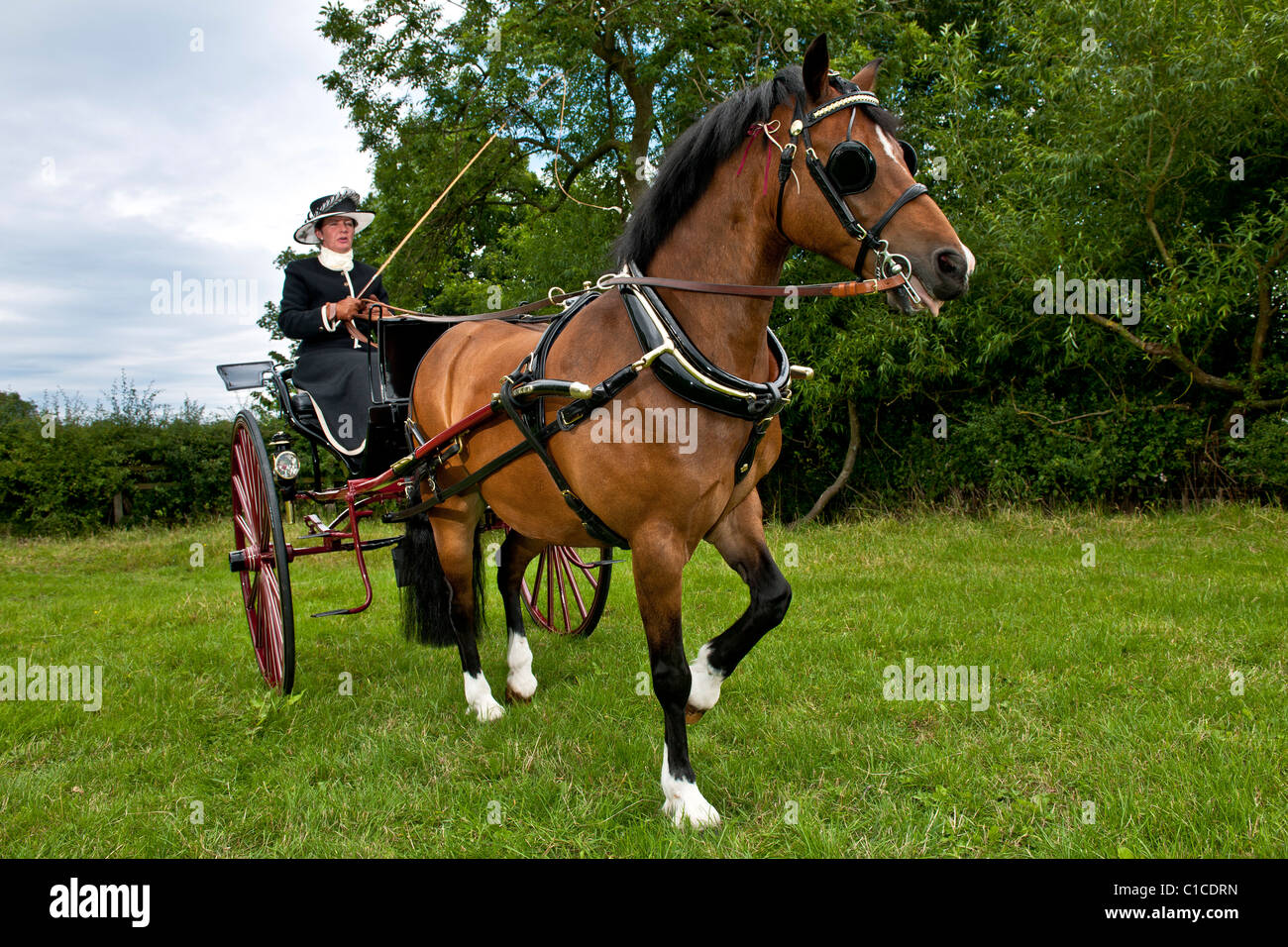 Horse and carriage drivers Stock Photo - Alamy