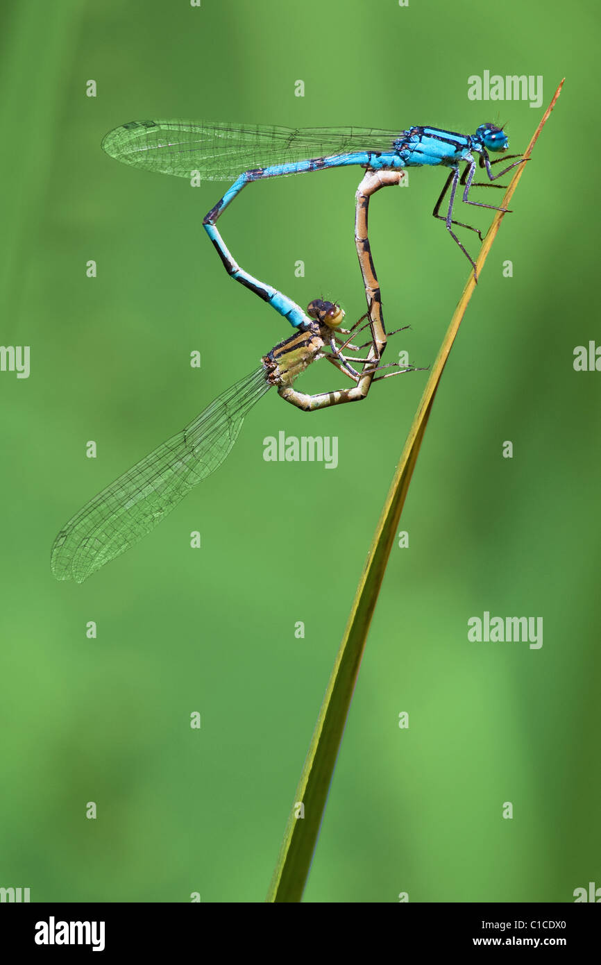 A pair of damsel flies mating Stock Photo - Alamy