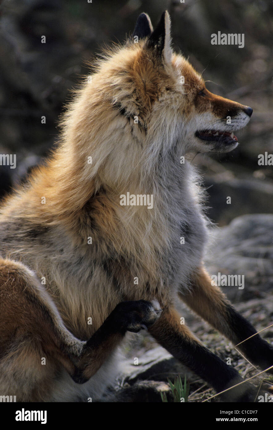 Red Fox, Denali National Park, Alaska Stock Photo - Alamy