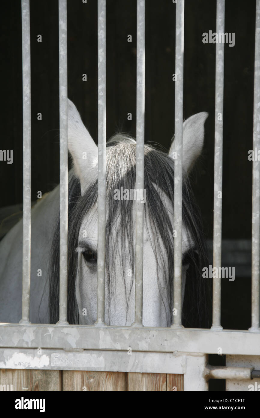 one horse in stable Stock Photo - Alamy