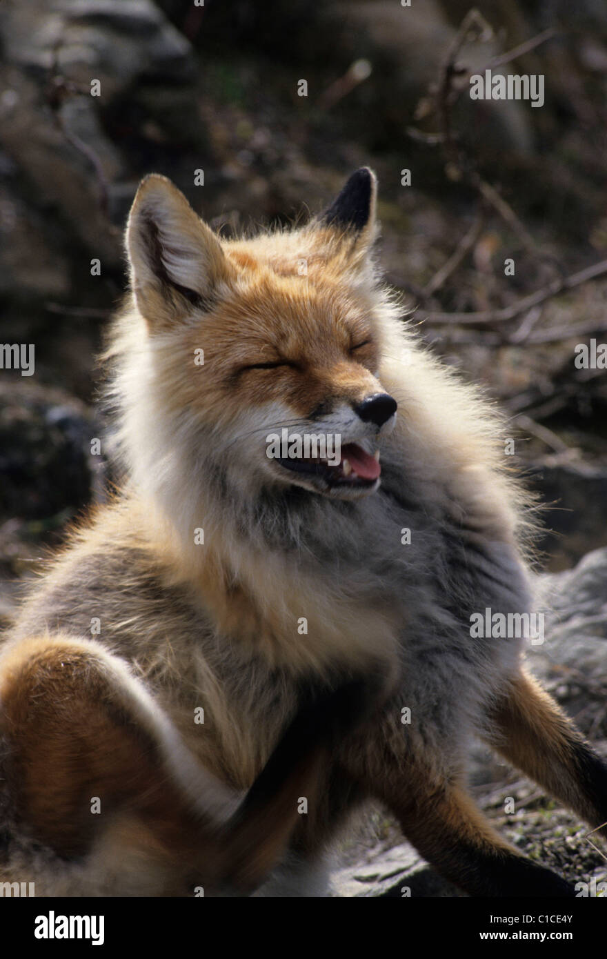 Red Fox, Denali National Park, Alaska Stock Photo - Alamy