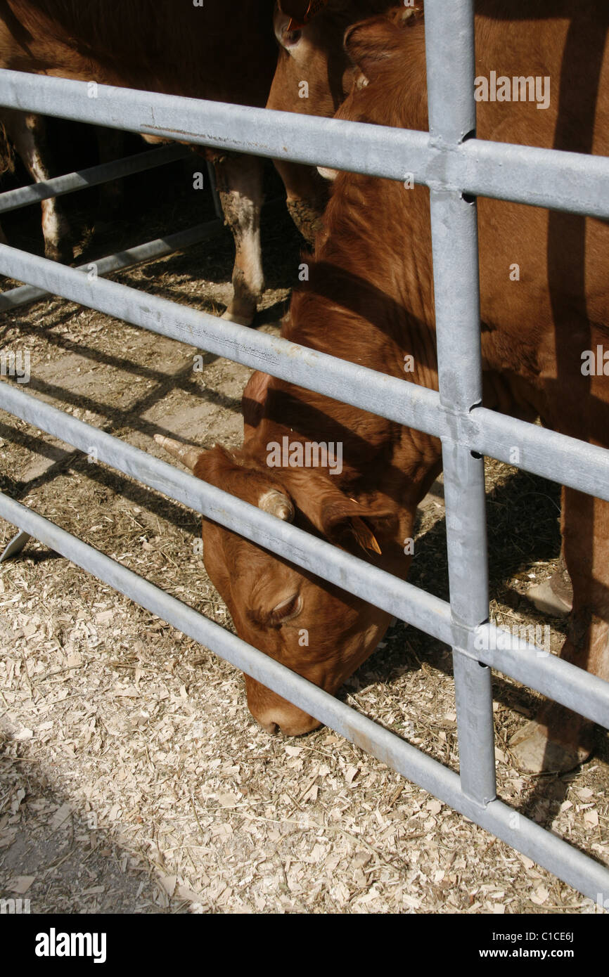 cattle in a pen on farm Stock Photo - Alamy