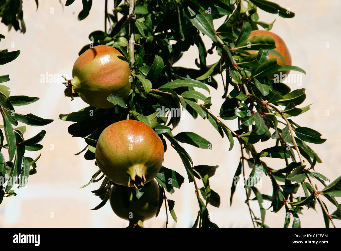 One pomegranate growing on tree hi-res stock photography and images - Alamy