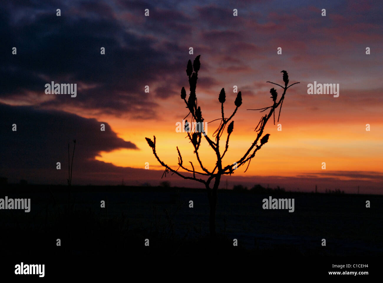 Little bush in early morning sunrise. Nice colors Stock Photo - Alamy