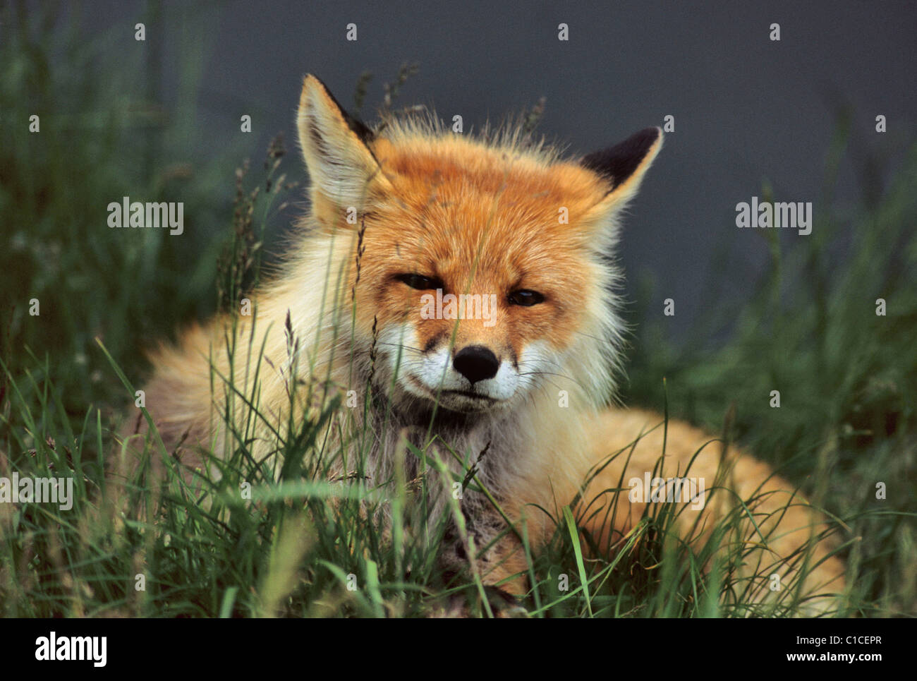 Red Fox, Denali National Park, Alaska Stock Photo - Alamy