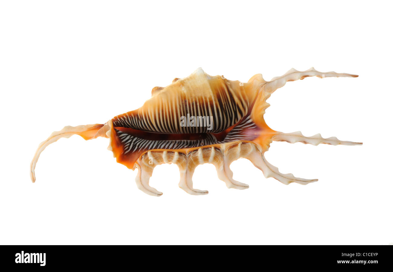 Sea cockleshell. It is isolated on a white background Stock Photo - Alamy