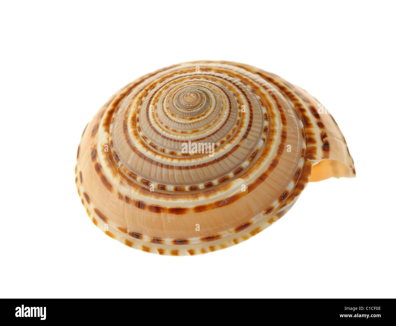 Sea cockleshell. It is isolated on a white background Stock Photo - Alamy