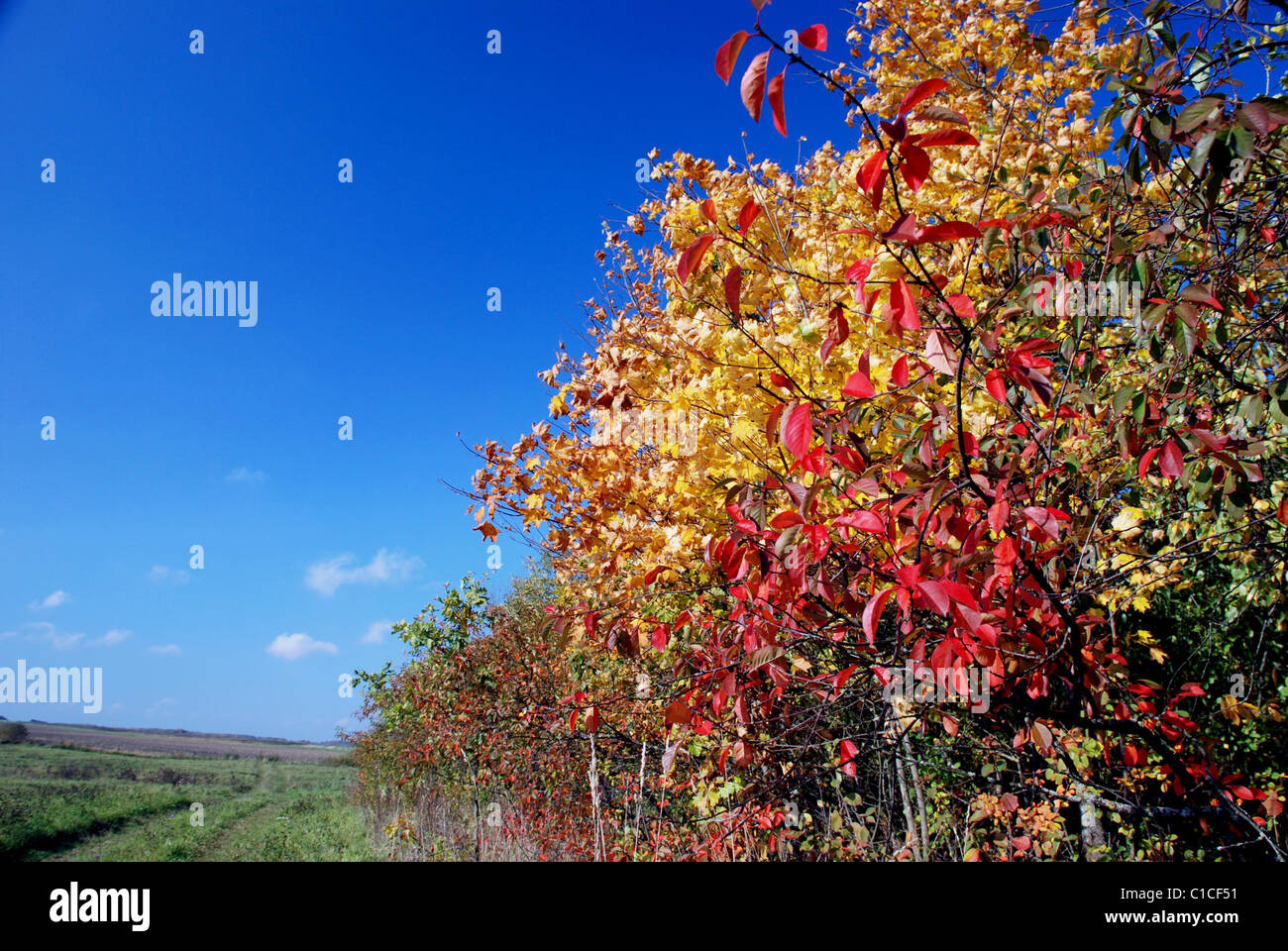 Tree trees bush bushes hi-res stock photography and images - Alamy