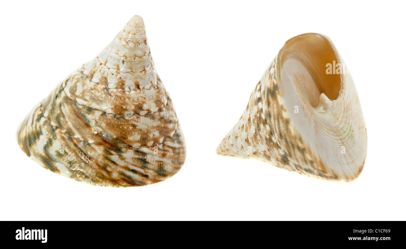 Sea cockleshell. It is isolated on a white background Stock Photo - Alamy