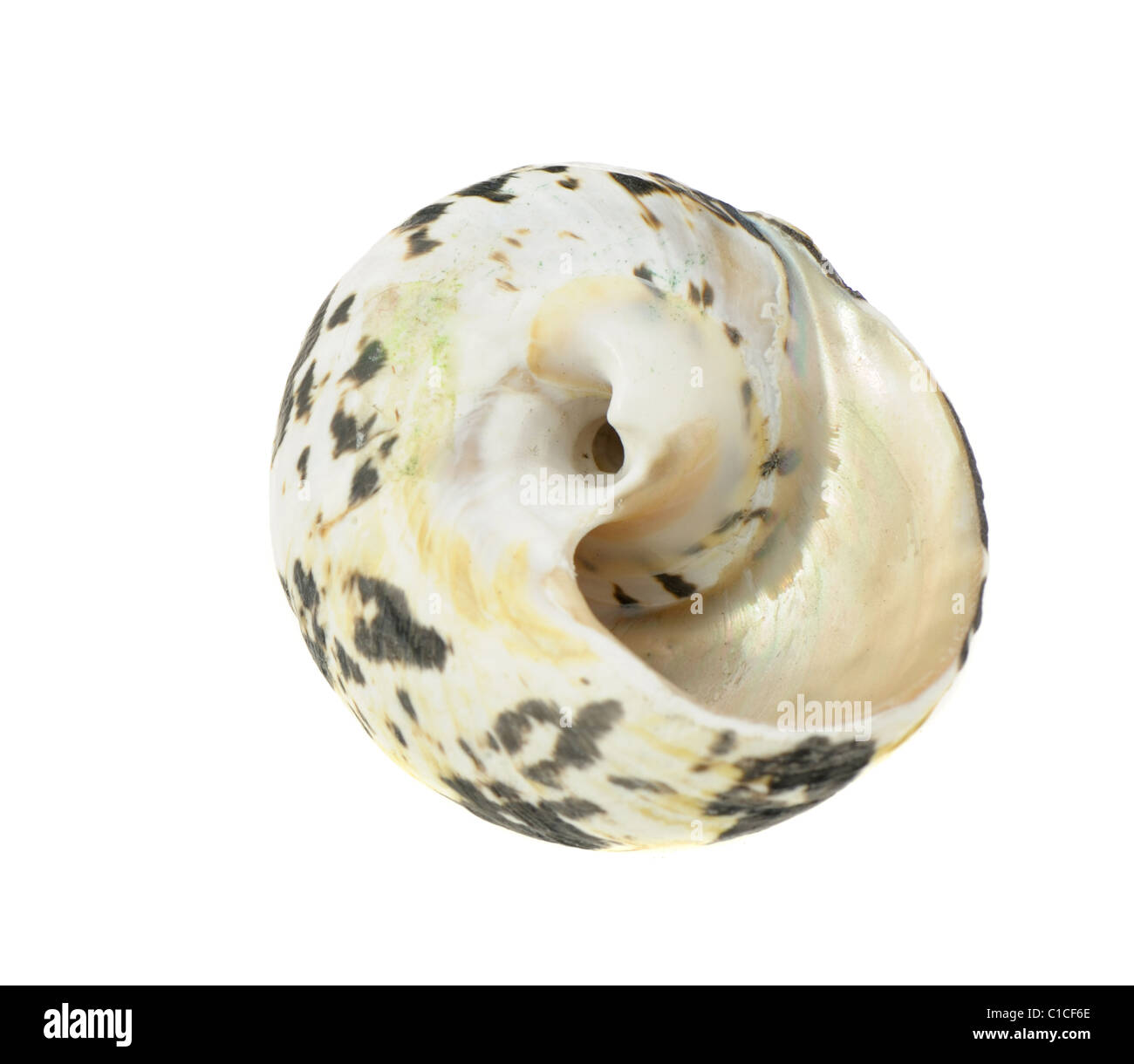 Curled shell Cut Out Stock Images & Pictures - Alamy