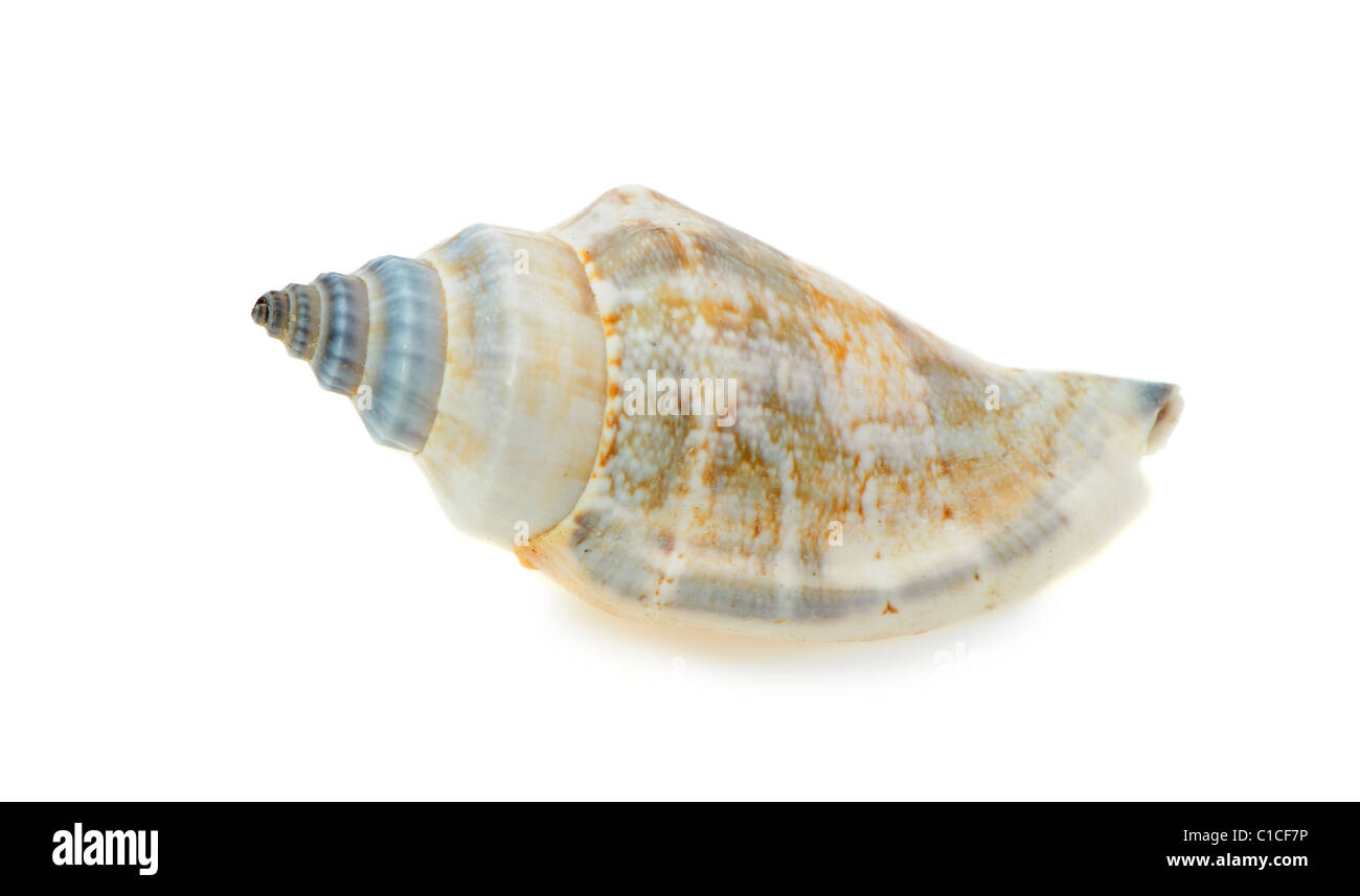 Sea cockleshell. It is isolated on a white background Stock Photo - Alamy