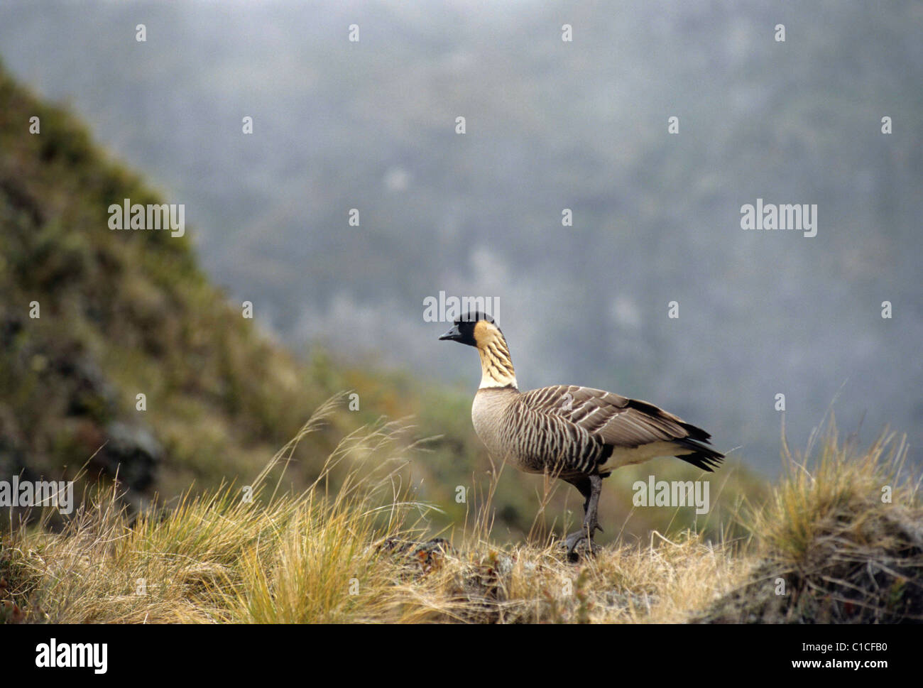 Nene Geese, Hawaii Stock Photo - Alamy