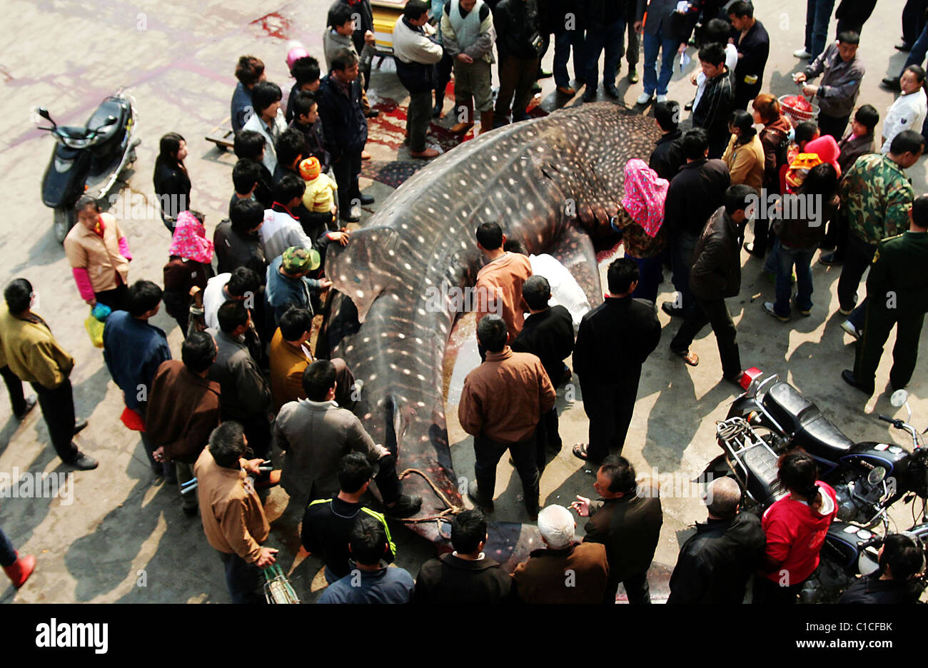 Three ton shark A young boy straddles a monster of a whale shark ...