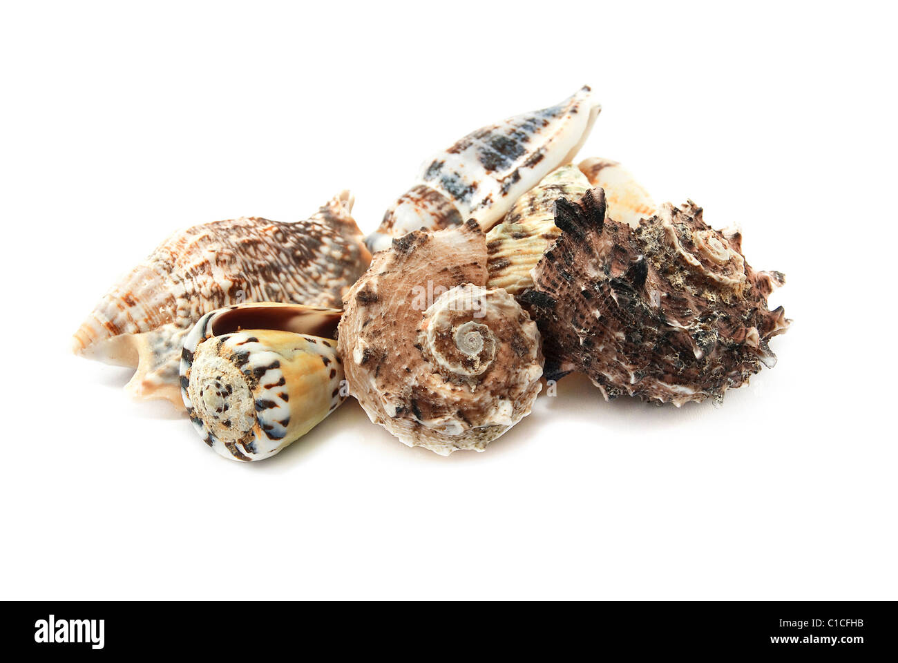 Cockleshells hi-res stock photography and images - Alamy