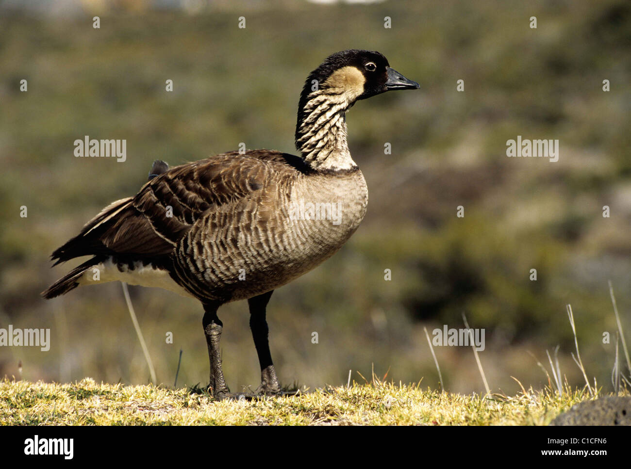 Nene Geese, Hawaii Stock Photo - Alamy