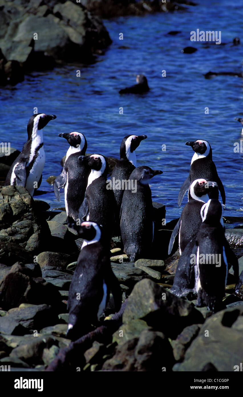 South africa african penguins hi-res stock photography and images - Alamy