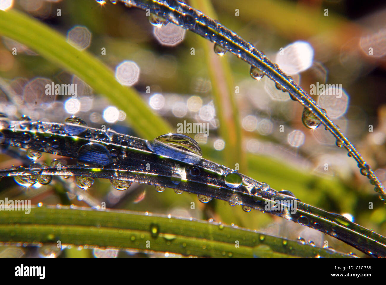 Sparkling summer morning, dewy grass and water micro-droplets Stock ...