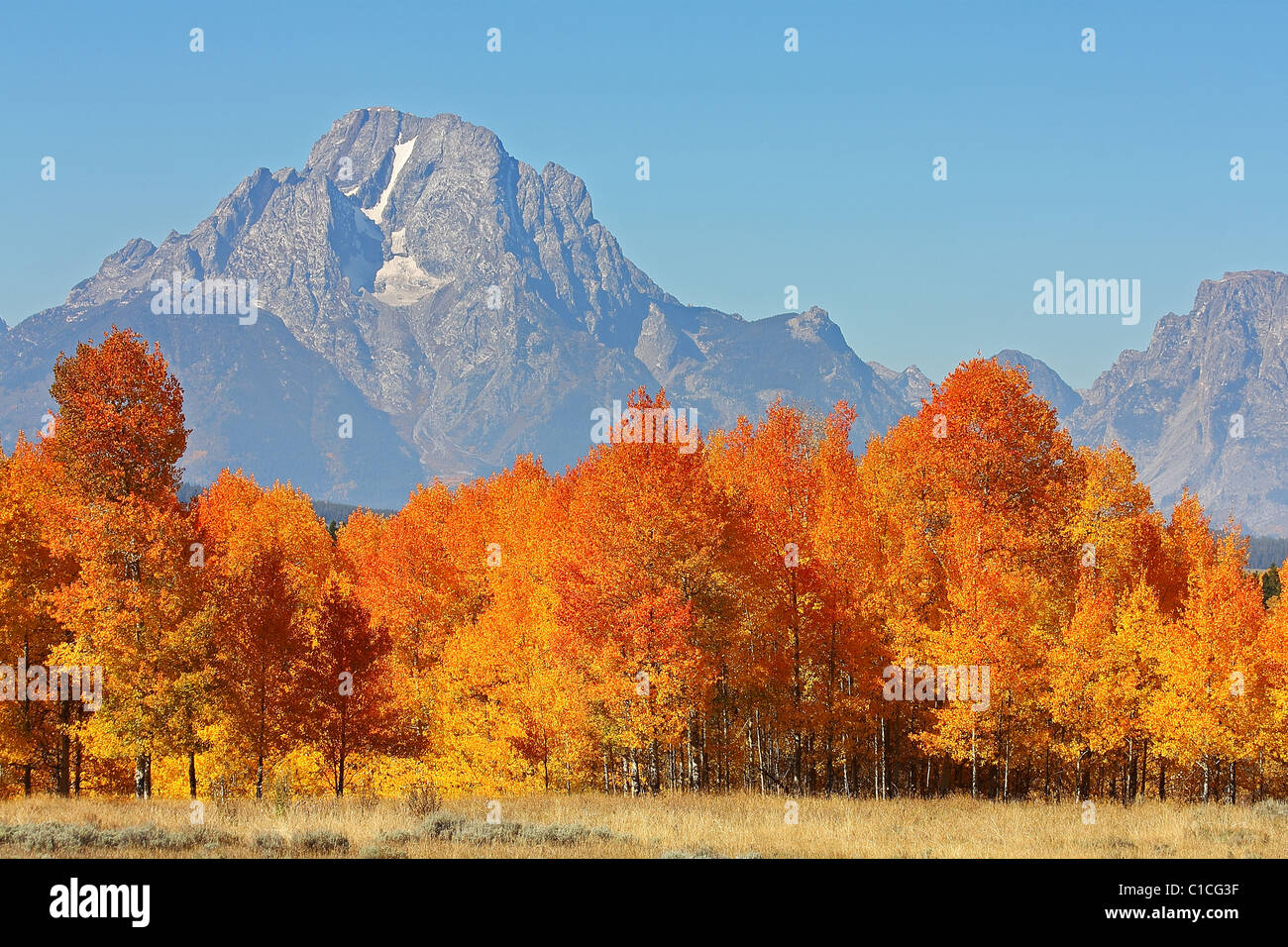 Blazing Fall Foliage before Mount Moran, Grand Teton National Park ...