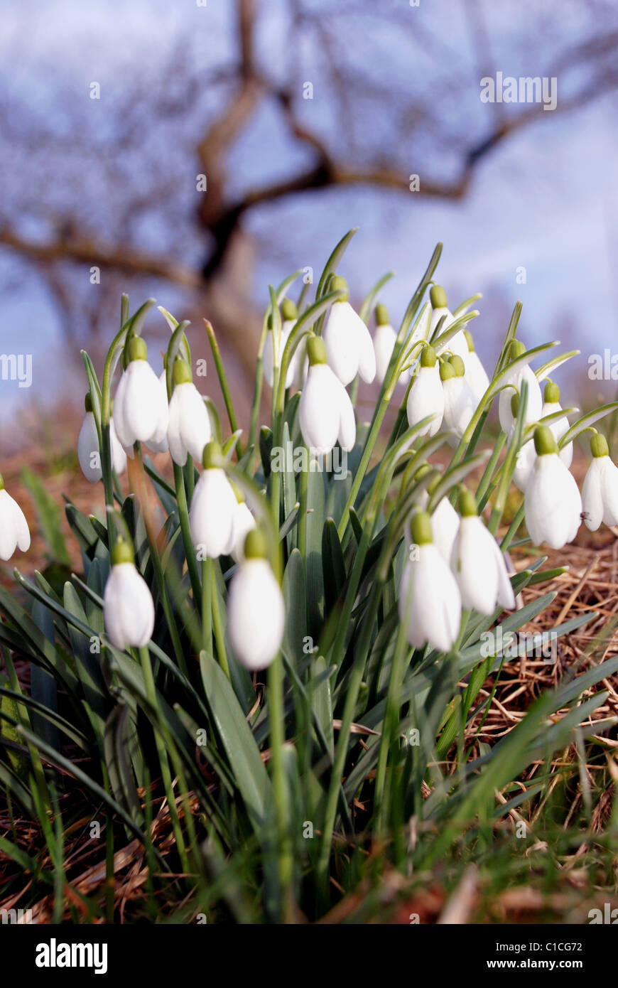 Snowdrop tree hi-res stock photography and images - Alamy