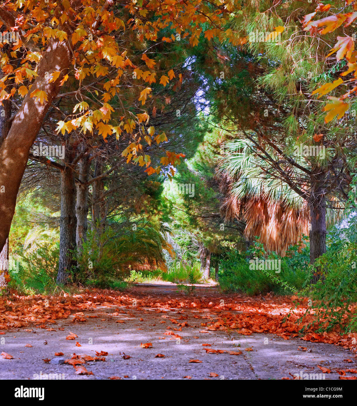 Pathway through colourful trees in fall/autumn with leaves on the ...