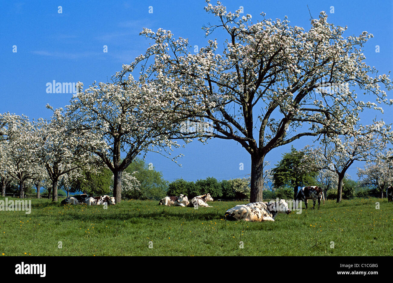 Cows under trees hi-res stock photography and images - Alamy