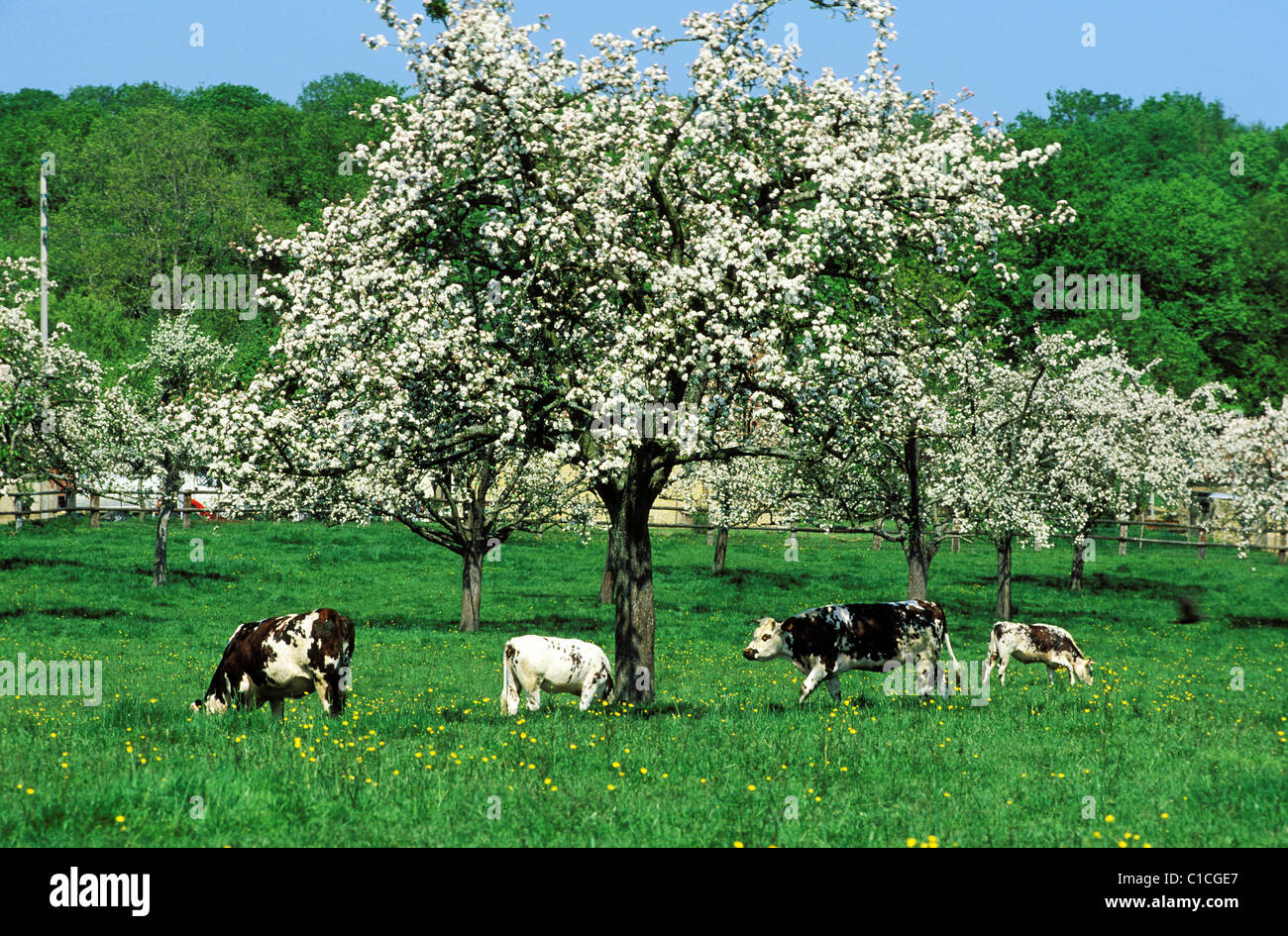 France, Calvados, cows feeding under the flowered apple trees of the ...