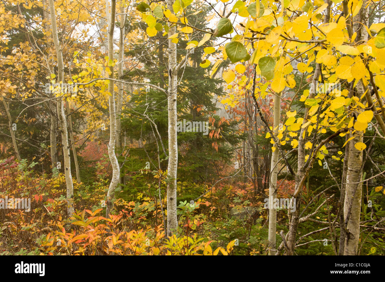 A boreal forest in full fall color. Minnesota, USA Stock Photo - Alamy