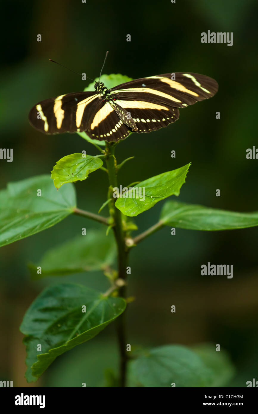 Zebra Longwing (heliconius charithonia) butterfly in nature Stock Photo ...
