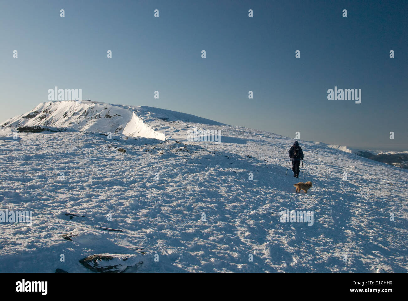 Walker and dog on the summit of Blencathra in winter in the English ...