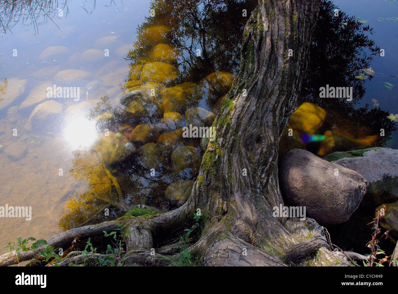 Underwater branches hi-res stock photography and images - Alamy