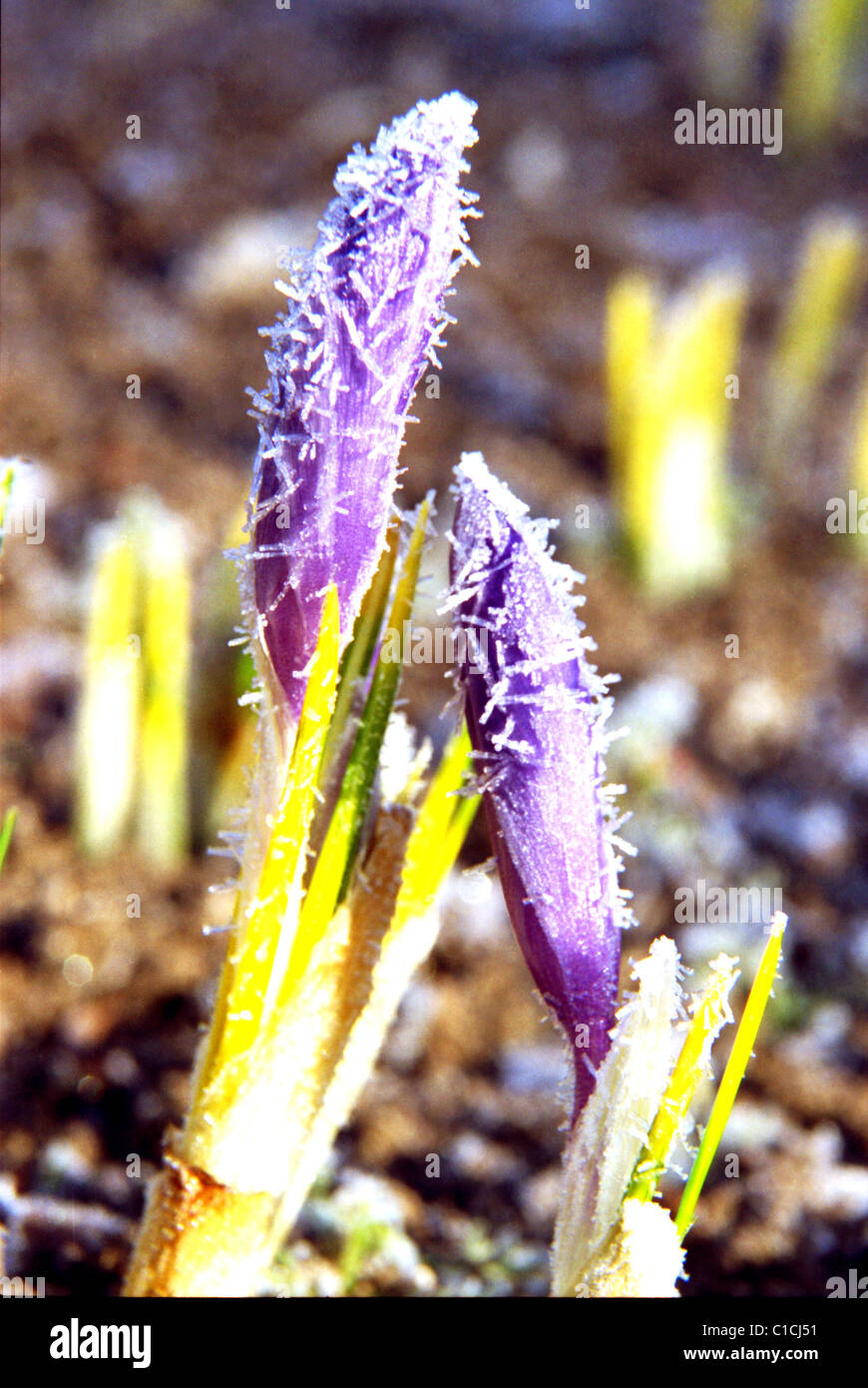 Early frost of spring on saffron flowers Stock Photo - Alamy