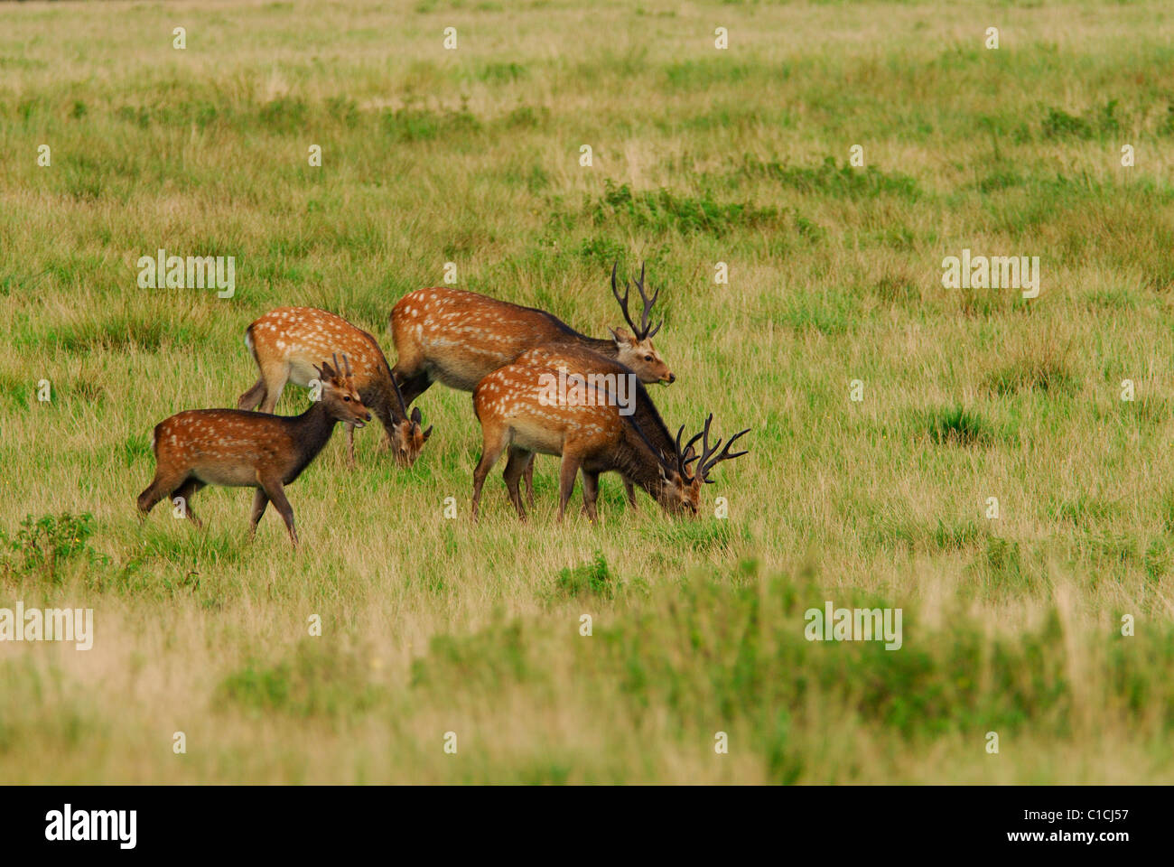 Sika deer japanese spotted feeding hi-res stock photography and images ...