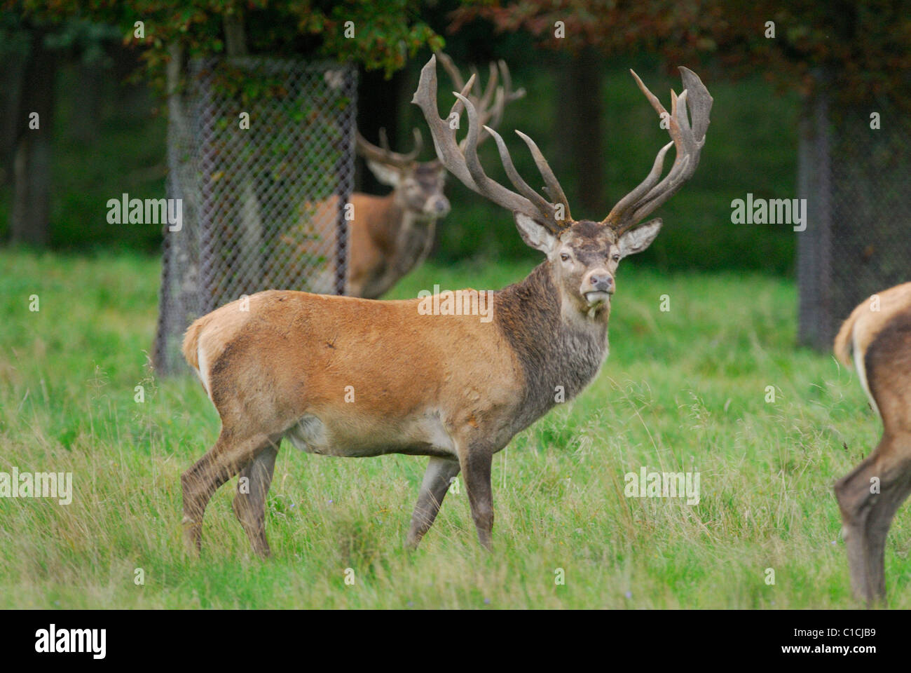 Grand stag in mating season, Dyrehaven Denmark Stock Photo - Alamy