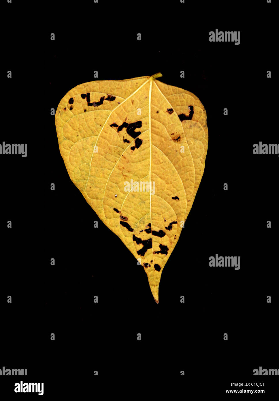 Autumn colored leaf in a black background Stock Photo - Alamy